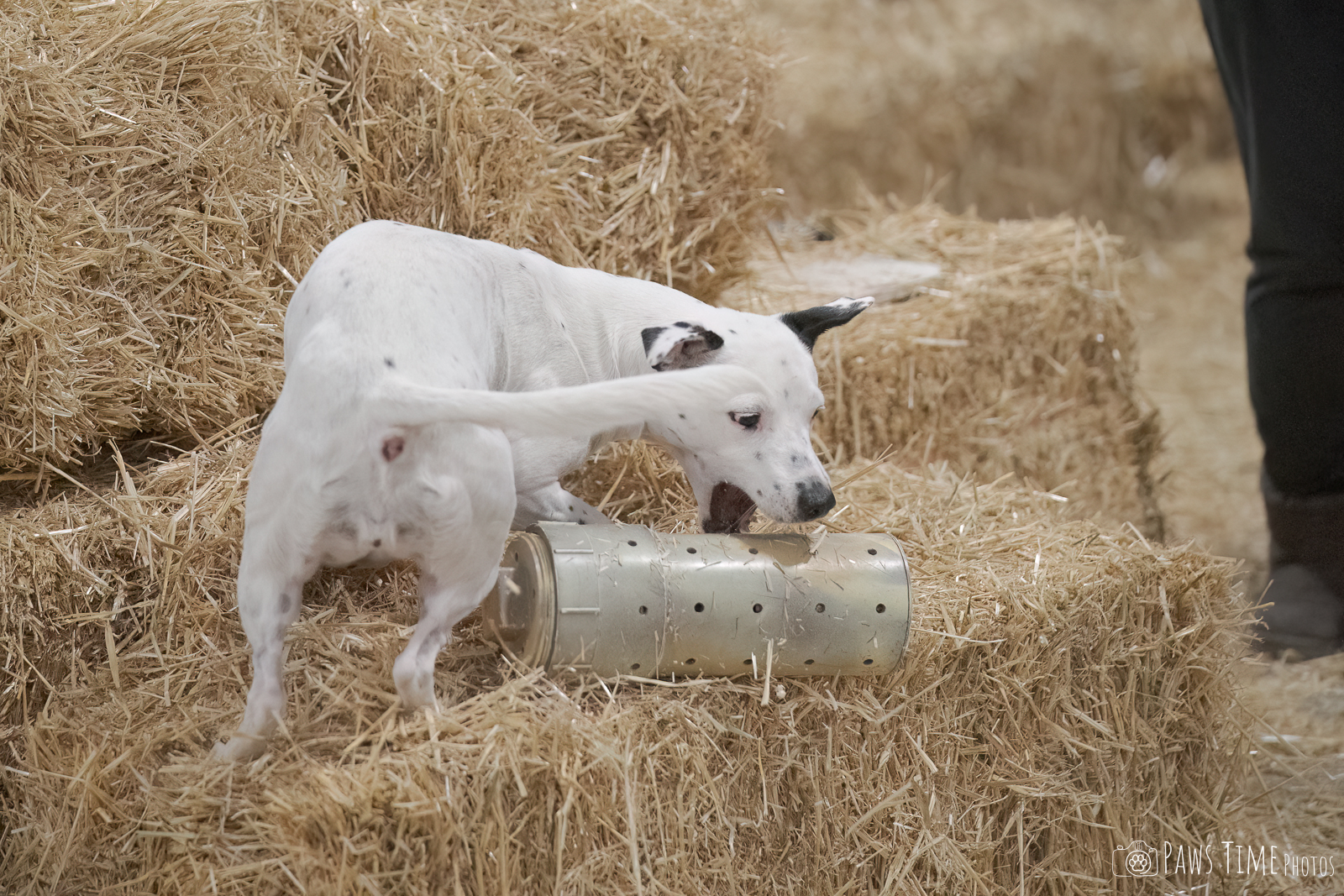Desert Rats Barn Hunt Club of Utah Barn Hunt Trial December 7-8 2024 ...